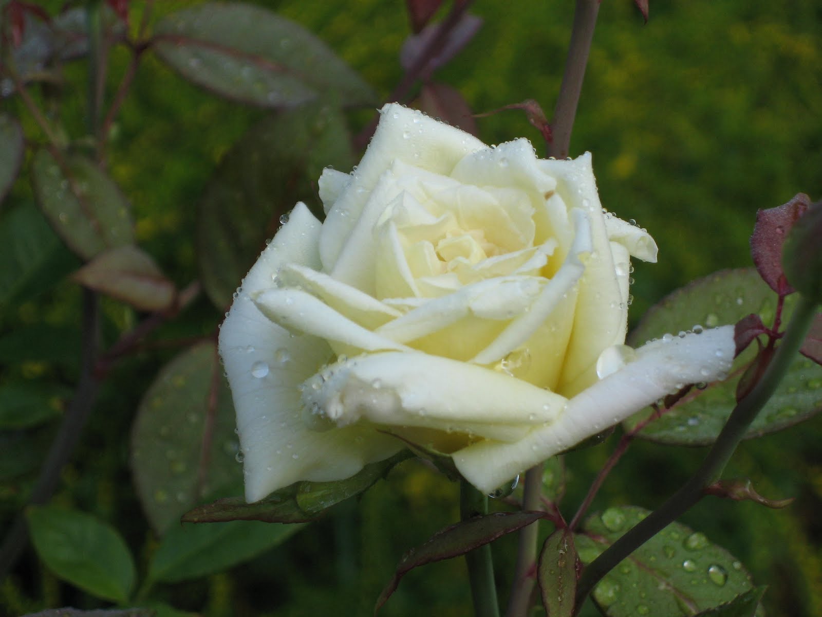 Lisa Bonassin's Garden: What's Blooming Now - Amazone Rose 09/13/10