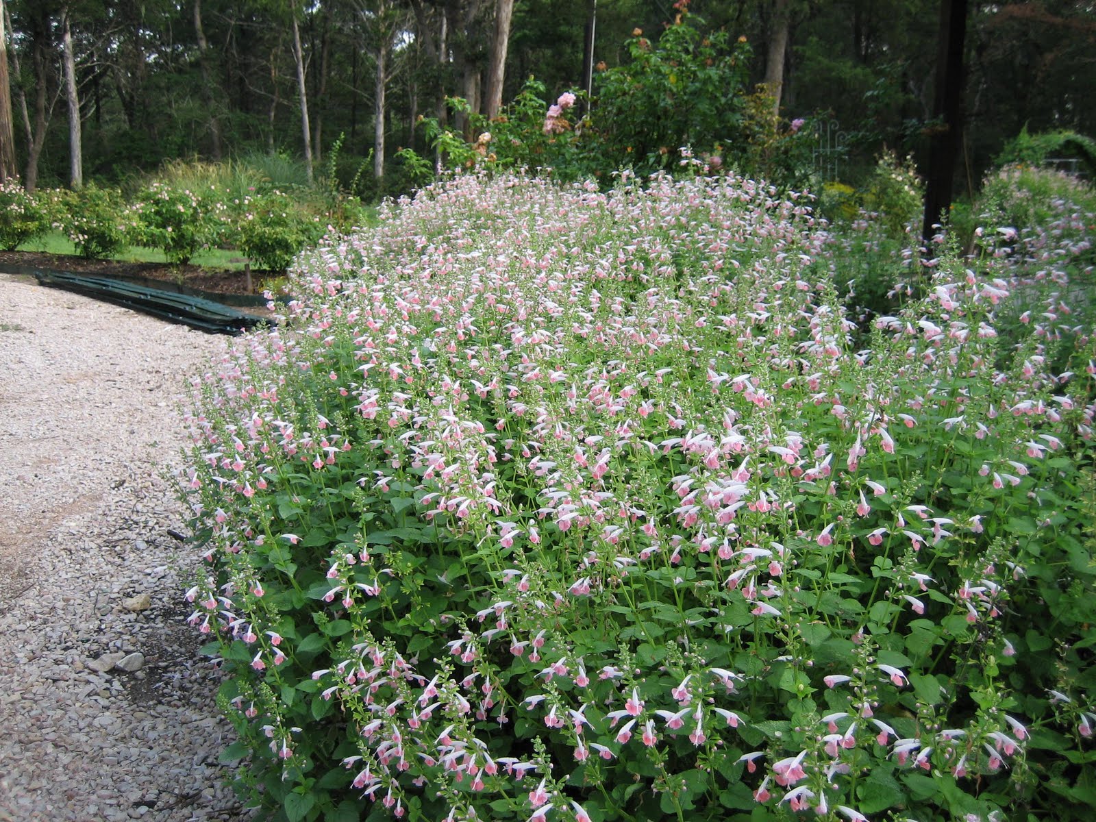 Lisa Bonassin's Garden: What's Blooming Now - Coral Nymph Salvia 09/17/10