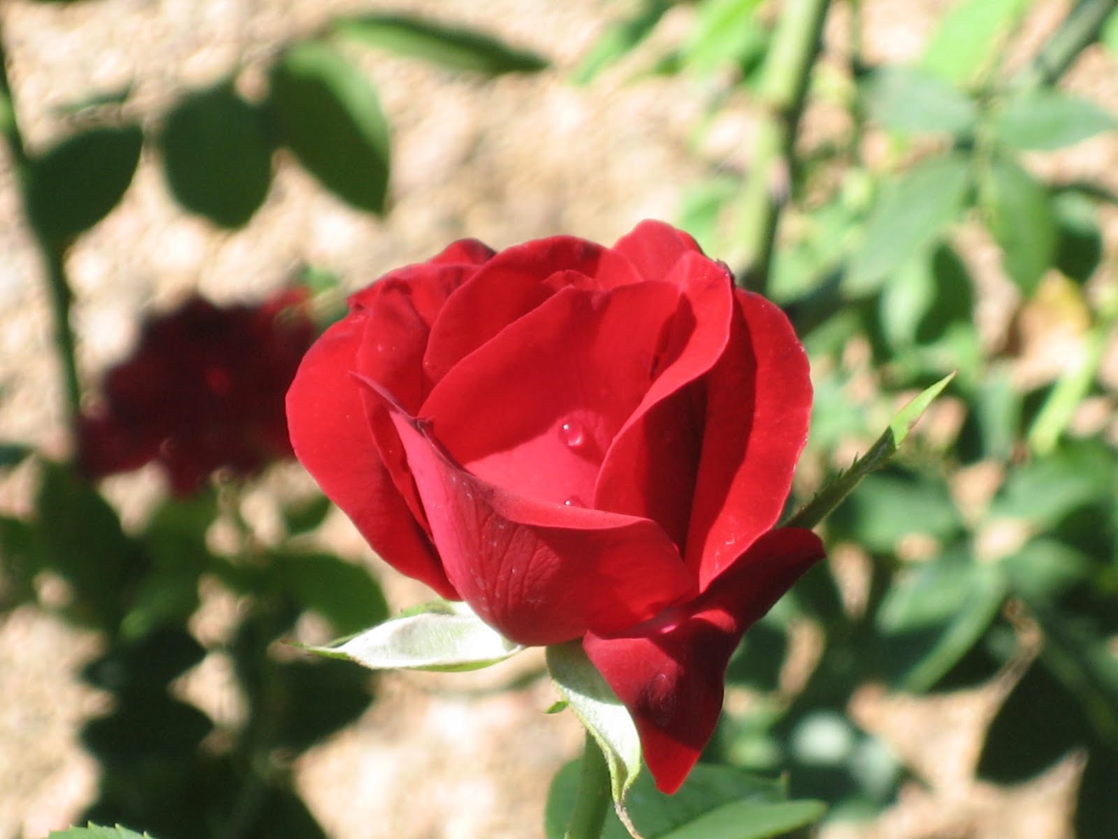 Lisa Bonassin's Garden: What's Blooming Now Dame de Coeur Rose 10/07/10