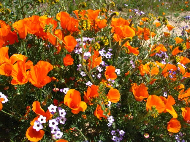 Kay's Way: California Golden Poppies