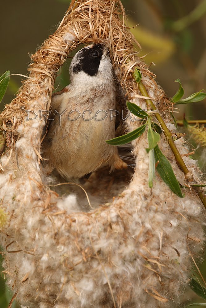 dryocopus leon: Pájaro Moscón, Remiz pendulinus