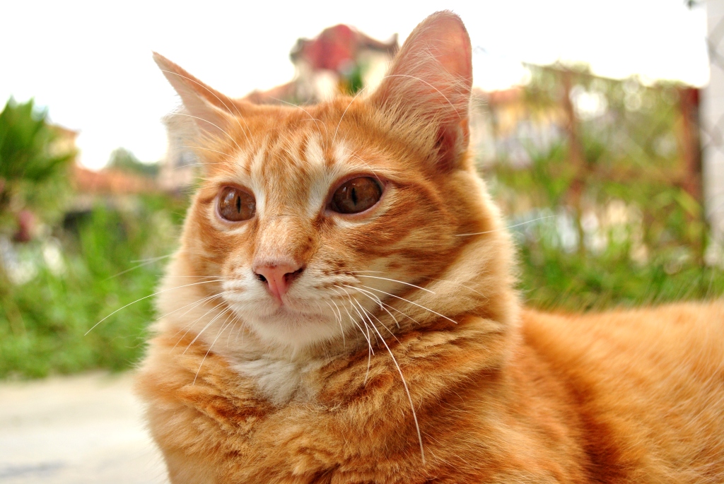 Amir Naufal Photography: PhotoShoot dengan Si Kucing