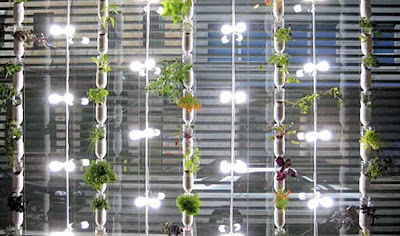 Good Food Forever: View from the Top: Window Farming