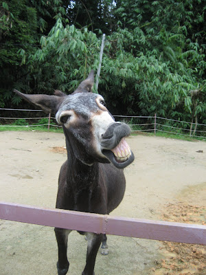 SnapShots: Smiley Donkey