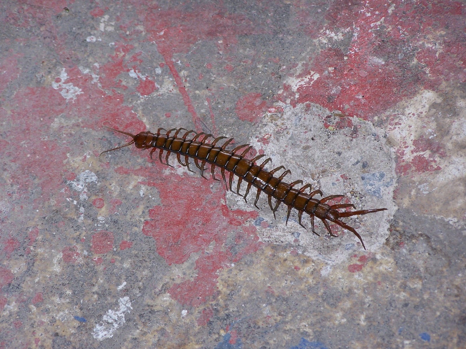 Caribbean Missions: Animals & Birds On St. Croix