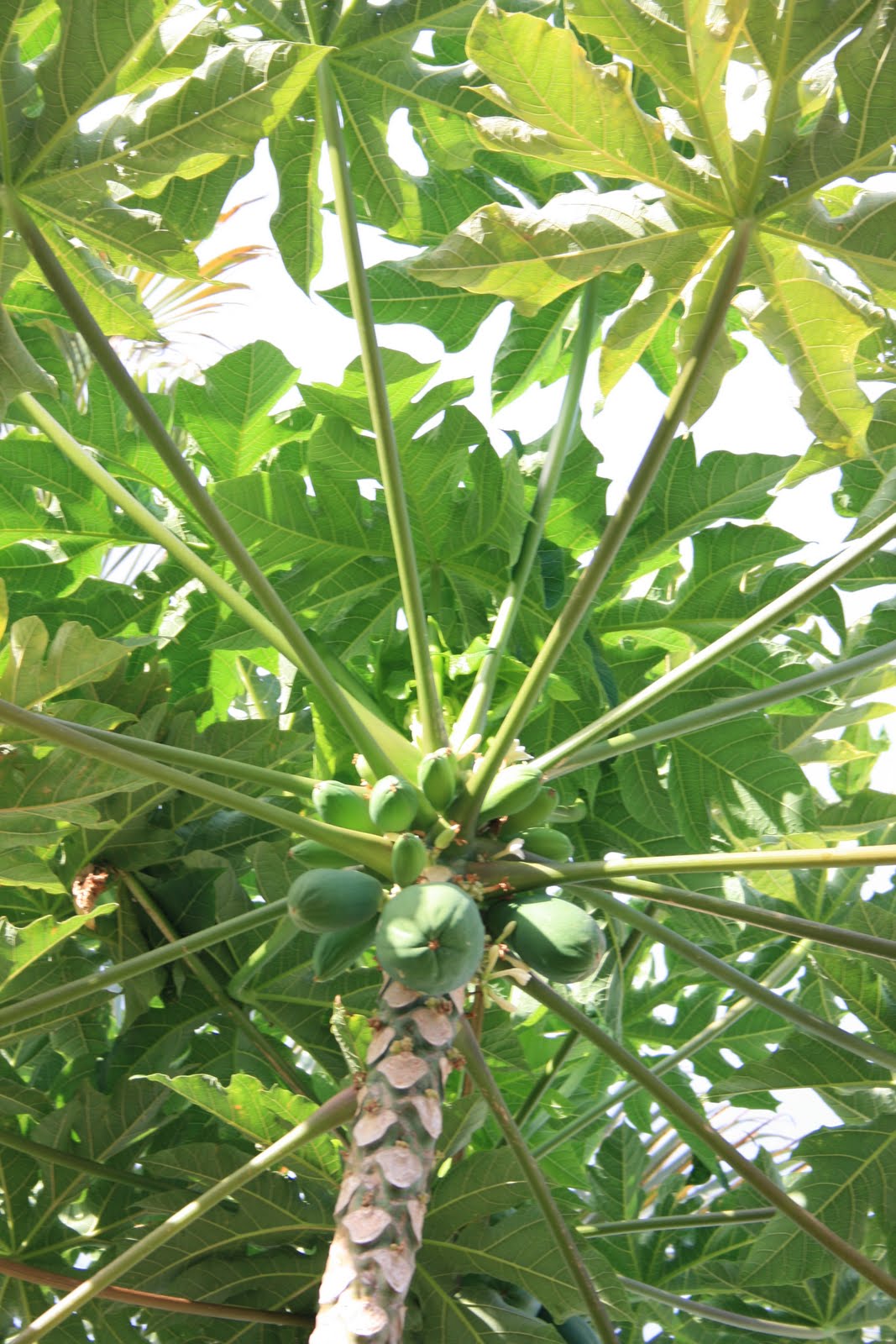 Photography by Miulan Nihipali