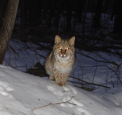 Animal Trackers of New England: Bobcat Photo Shoot
