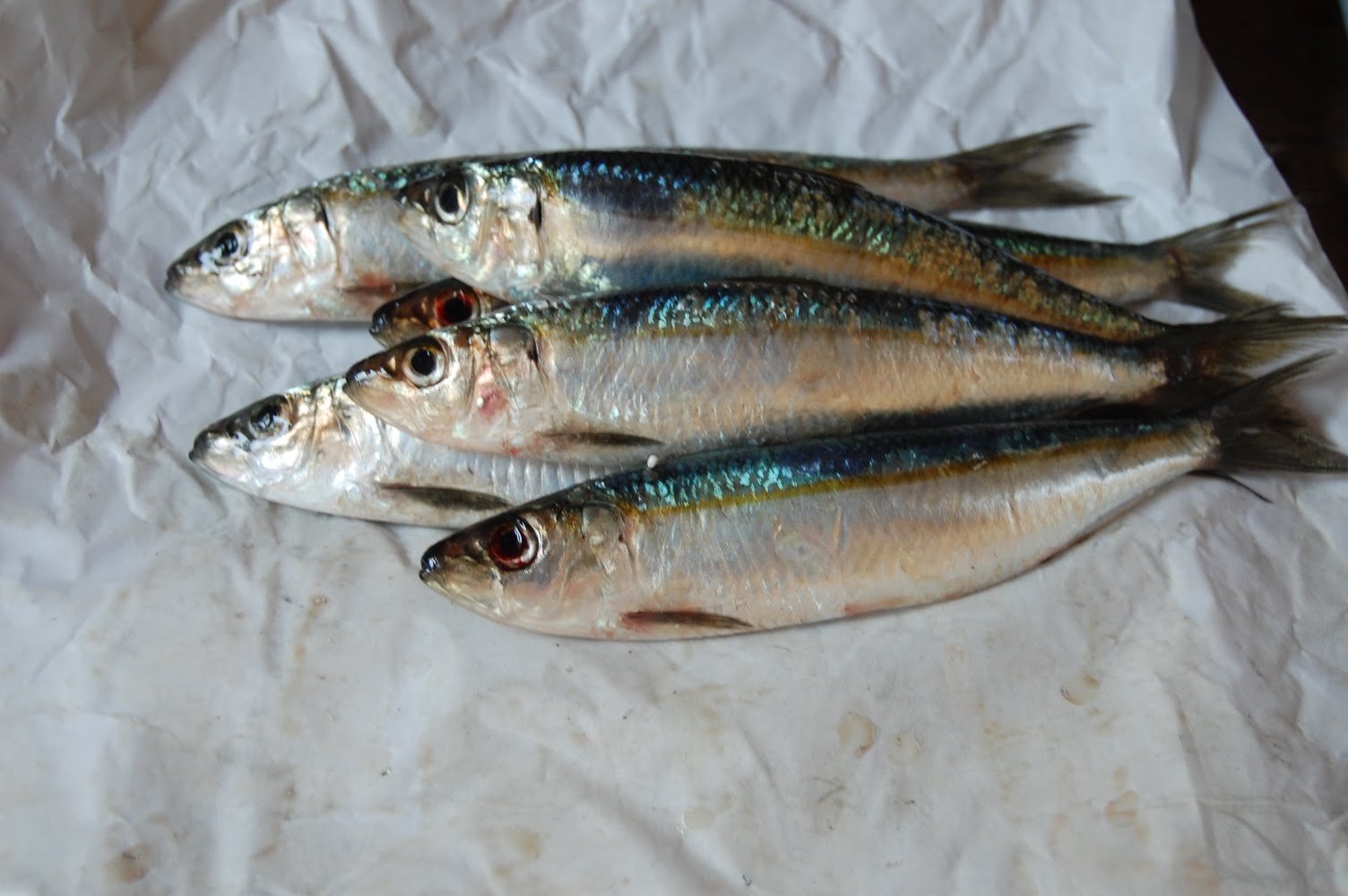 Sapore & Sapere: Sarde alla brace