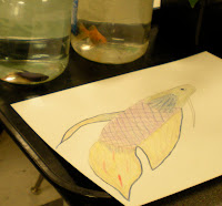 Hybrids of Art and Science: Scientific Illustration Examples for my ...