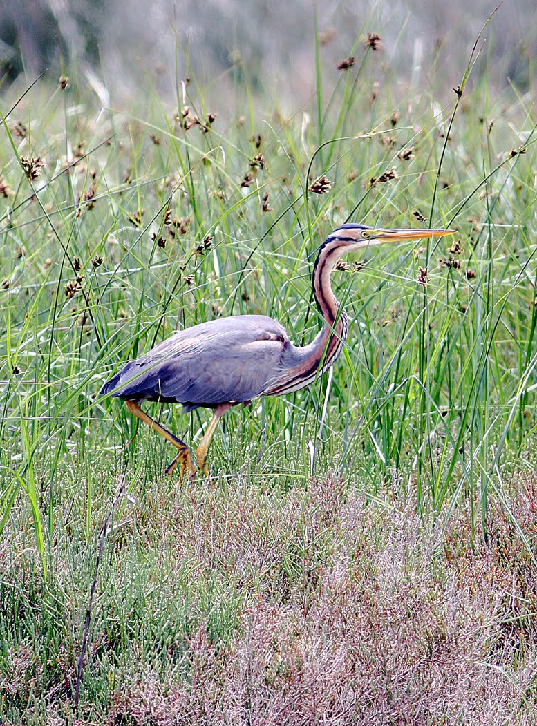 Another Bird Blog: More From Menorca