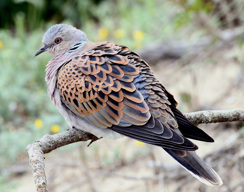 Another Bird Blog: Menorca Again