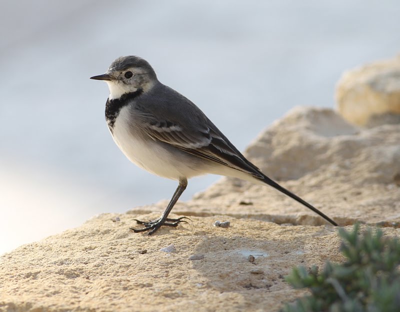 Another Bird Blog: More Mediterranean