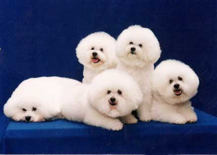 RAZAS DE PERROS: BICHON FRISE