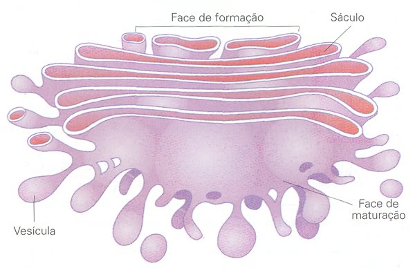TDBio: Organelas Celulares: