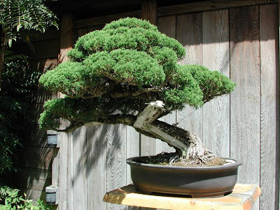 Bonsai and Stuff
