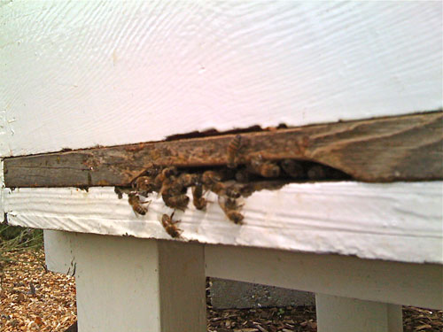 Protect your bees from wasp invasion!