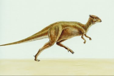 Arkeolog Mahendra Chicko Wilran: Homalocephale