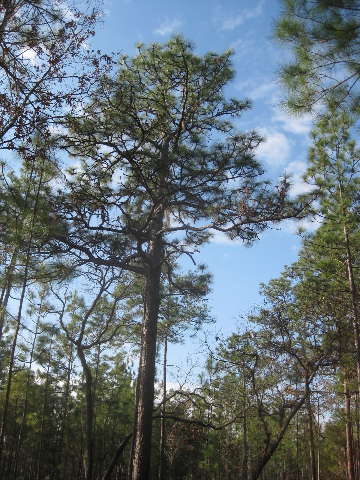 Random Ferments: Longleaf Pine