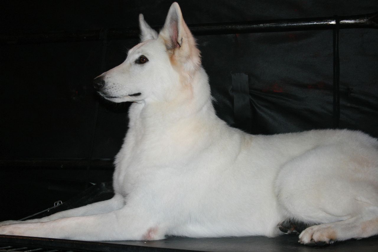 PASTOR BLANCO SUIZO ( DEL MONTE DEL OLMPO): PASTOR BLANCO SUIZO