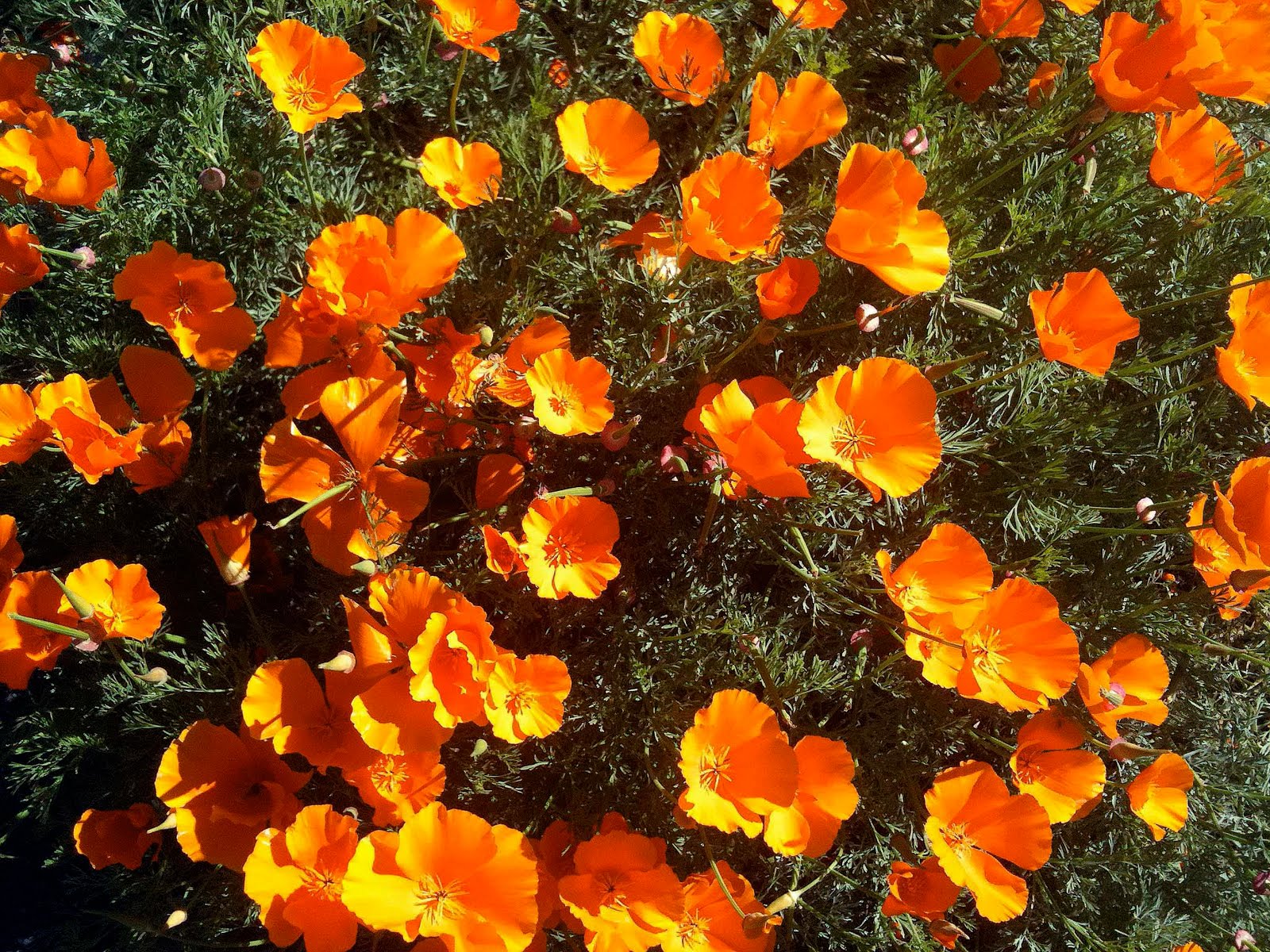 MY APERTURE: CALIFORNIA STATE FLOWER