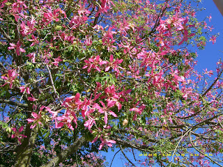 Spanish Seaside Retreat: Spectacular flowering trees and shrubs