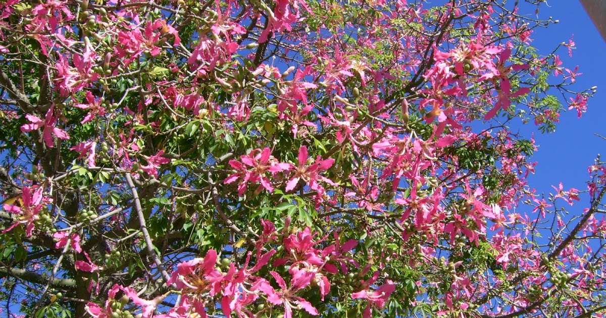 Spanish Seaside Retreat: Spectacular flowering trees and shrubs
