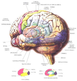psicologia: MIELENCEFALO