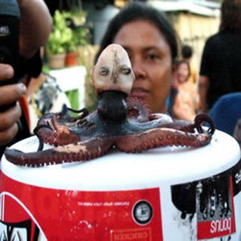 SELAMAT DATANG DI DEDEMIT GUNUNG