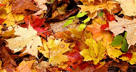 DE SWAP BLOG: De blaadjes vallen....