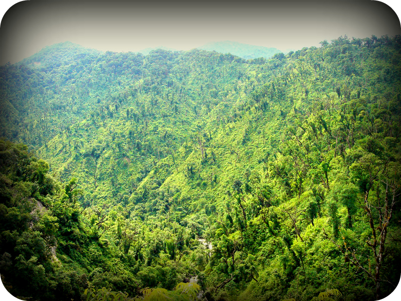 ~SELVAS YUNGAS: Flora y Fauna de las Selvas Yungas.