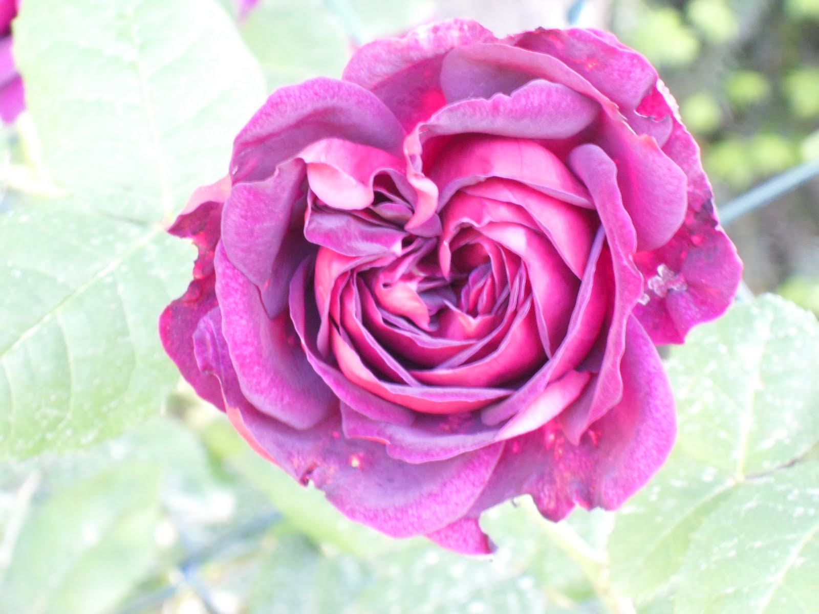 fiore-crea: rosa del chianti