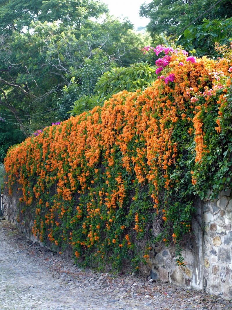 Downstream from Eden: A Fruitful Vine Climbing over a Wall