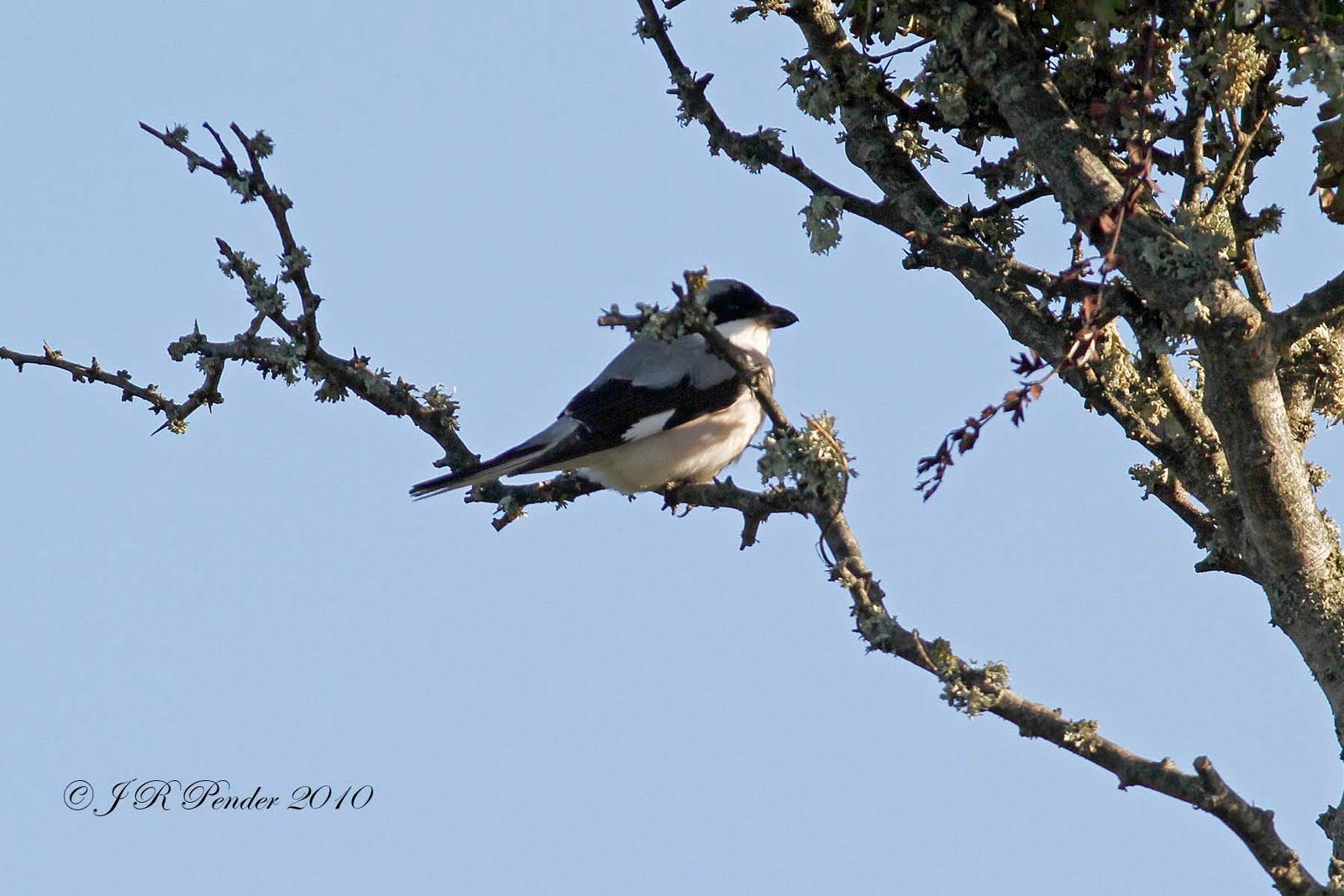 Joe Pender Wildlife Photography: September 2010