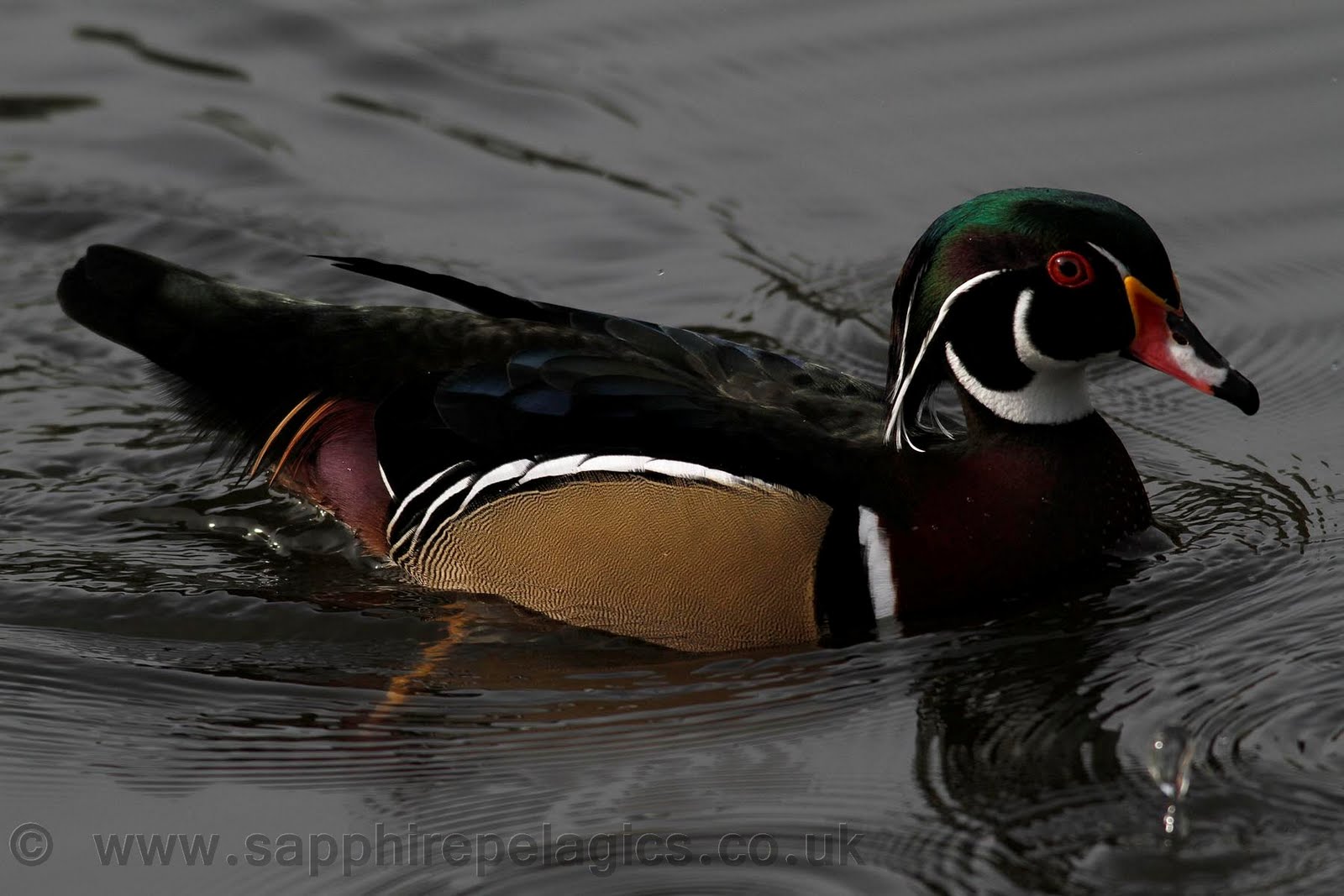 Joe Pender Wildlife Photography: North American Wood Duck