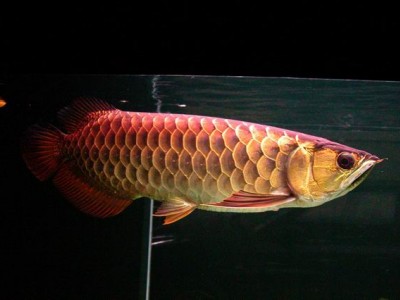 MoONaNnY: มาดูปลามังกรกัน -0-