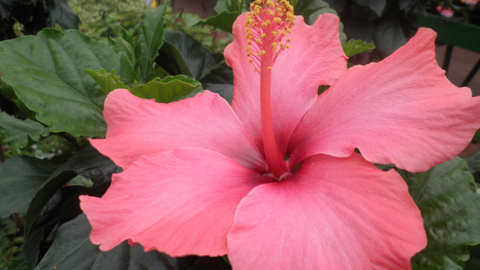 jardinbio: PLANTAS Y ESPECIES PARA JARDINES EN MÁLAGA