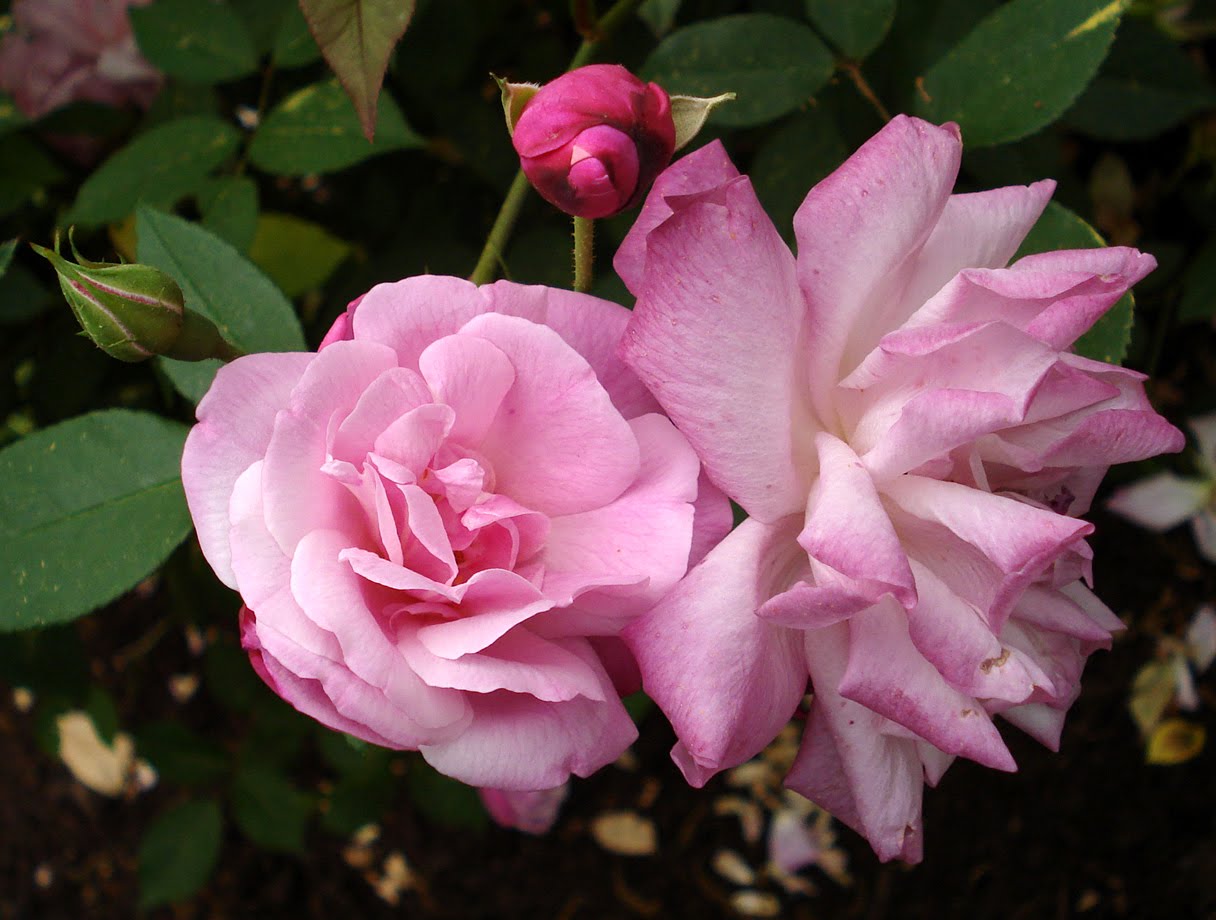 A Chef Learns to Garden: Rose Parade
