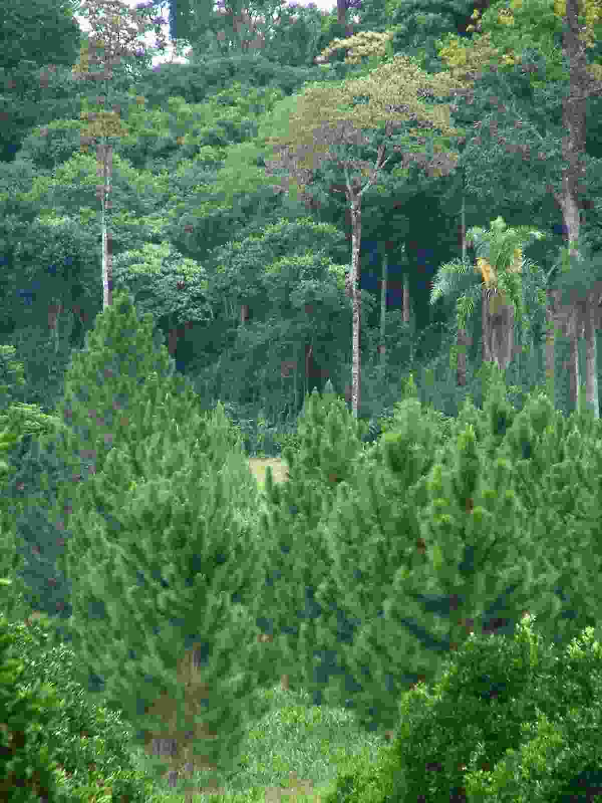 saya: RECURSOS FORESTALES