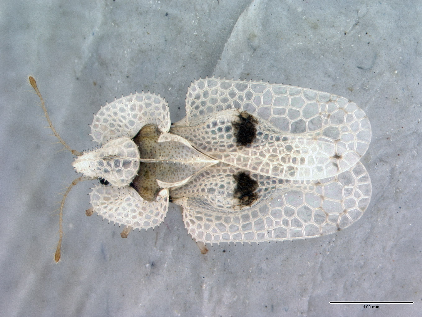 Insect Image of the Week: Lace Bug
