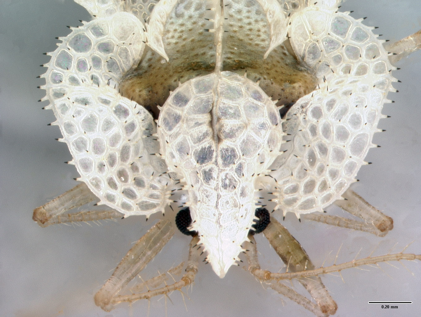 Insect Image of the Week: Lace Bug