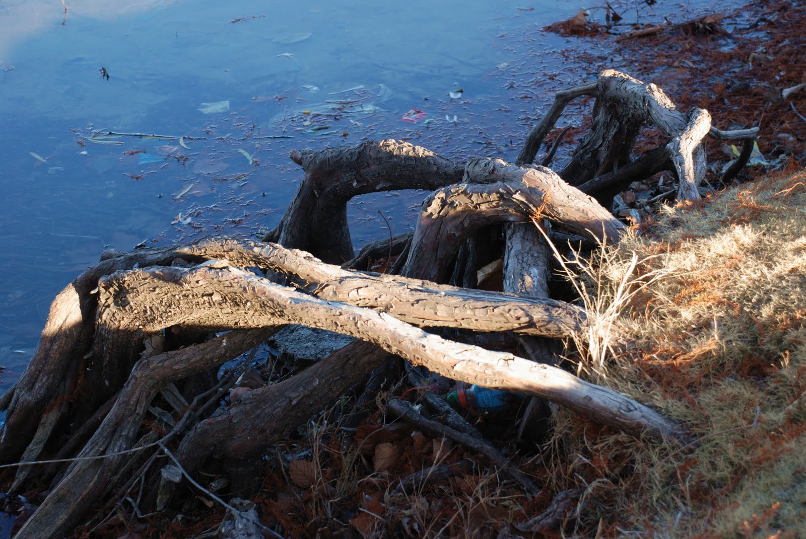 Neringa's Corner: A Lubbock Photo Safari