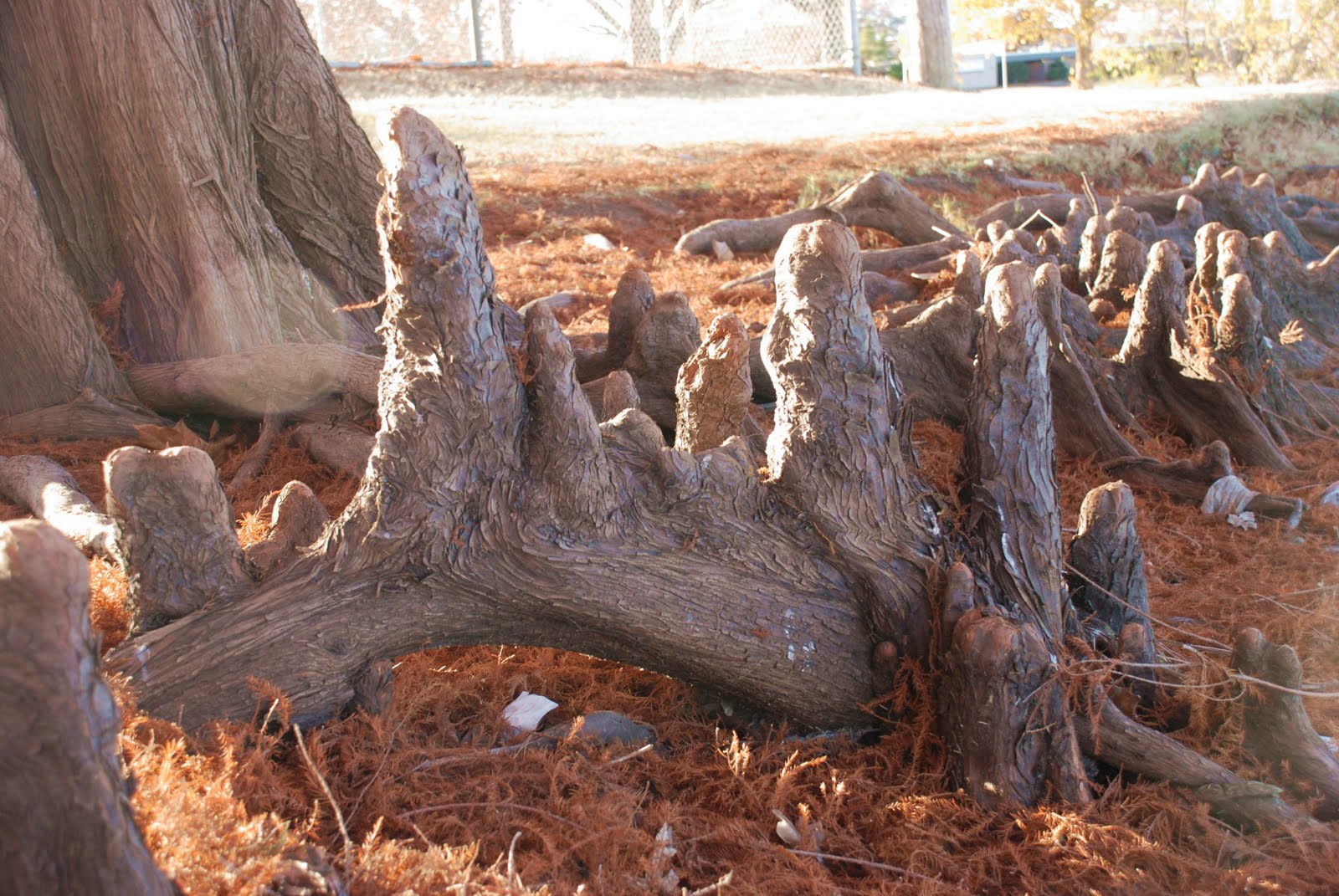 Neringa's Corner: A Lubbock Photo Safari