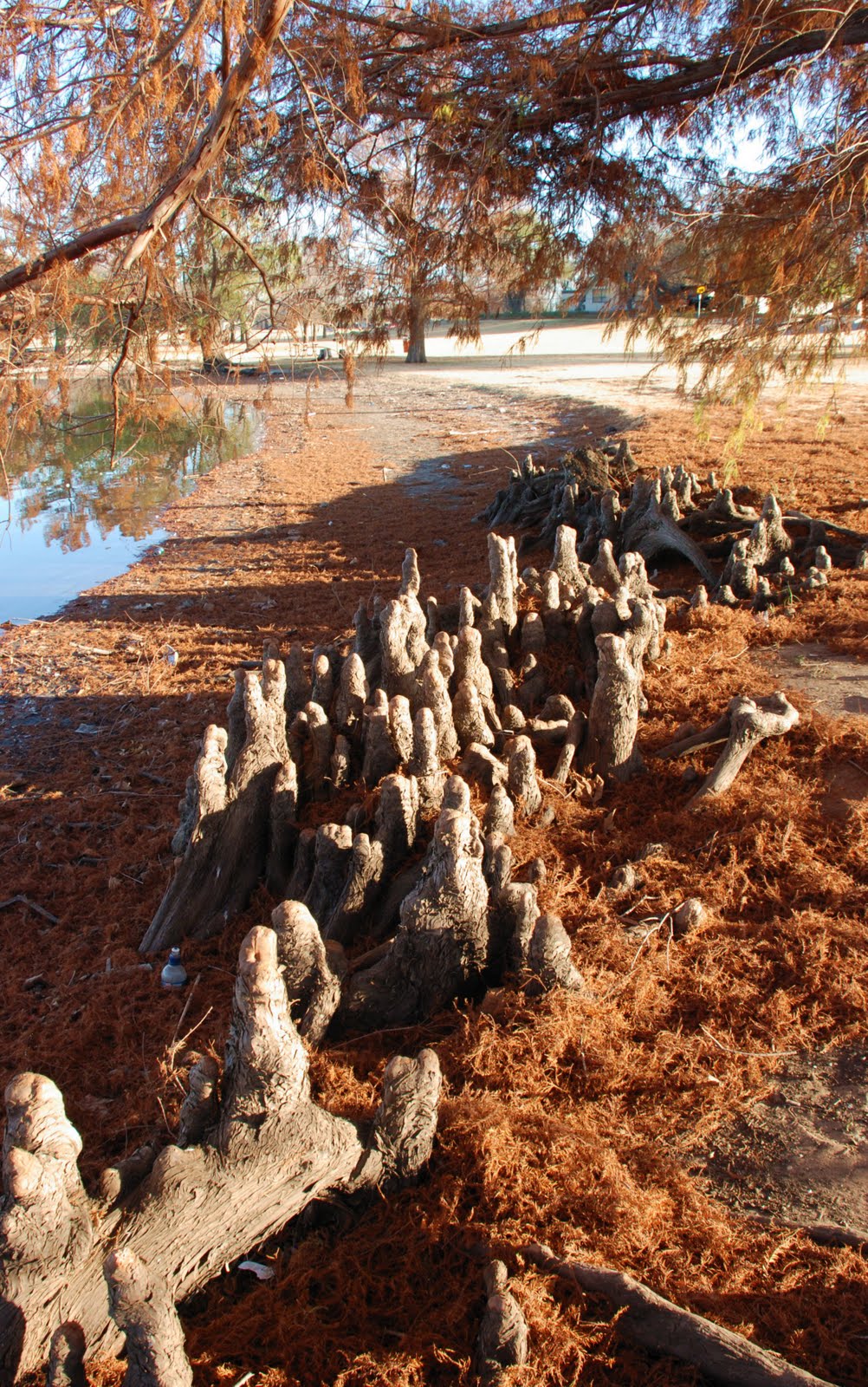 Neringa's Corner: A Lubbock Photo Safari