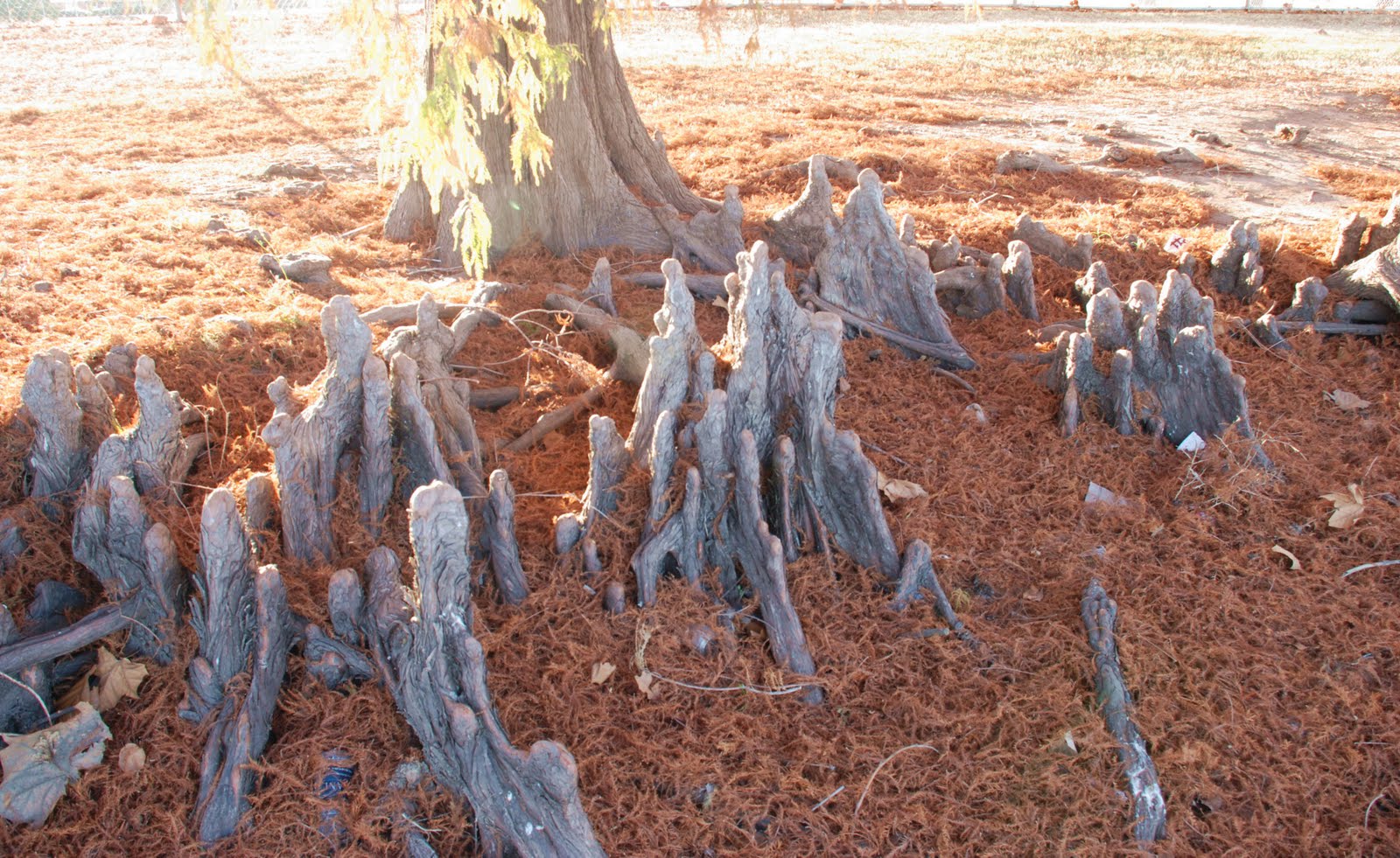 Neringa's Corner: A Lubbock Photo Safari