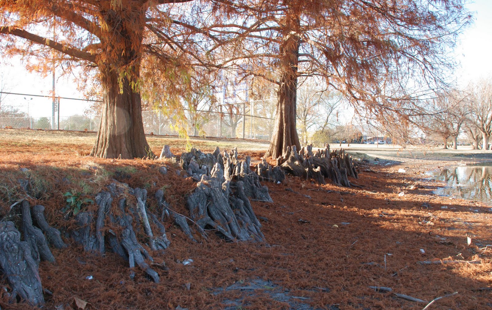 Neringa's Corner: A Lubbock Photo Safari