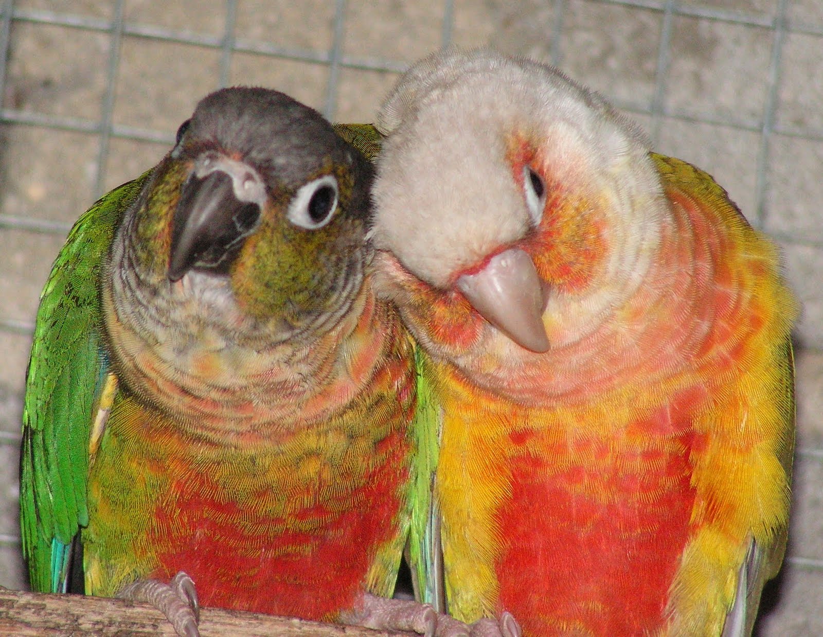 stam 376H: pyrrhuras molinae... para não variar