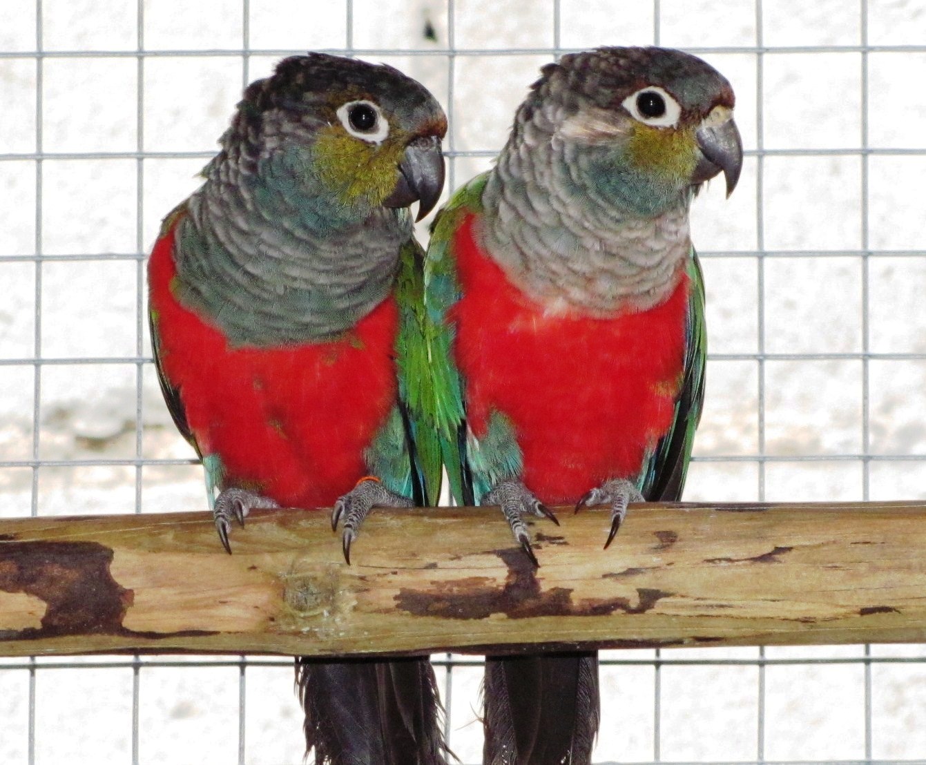 stam 376H: pyrrhuras perlata