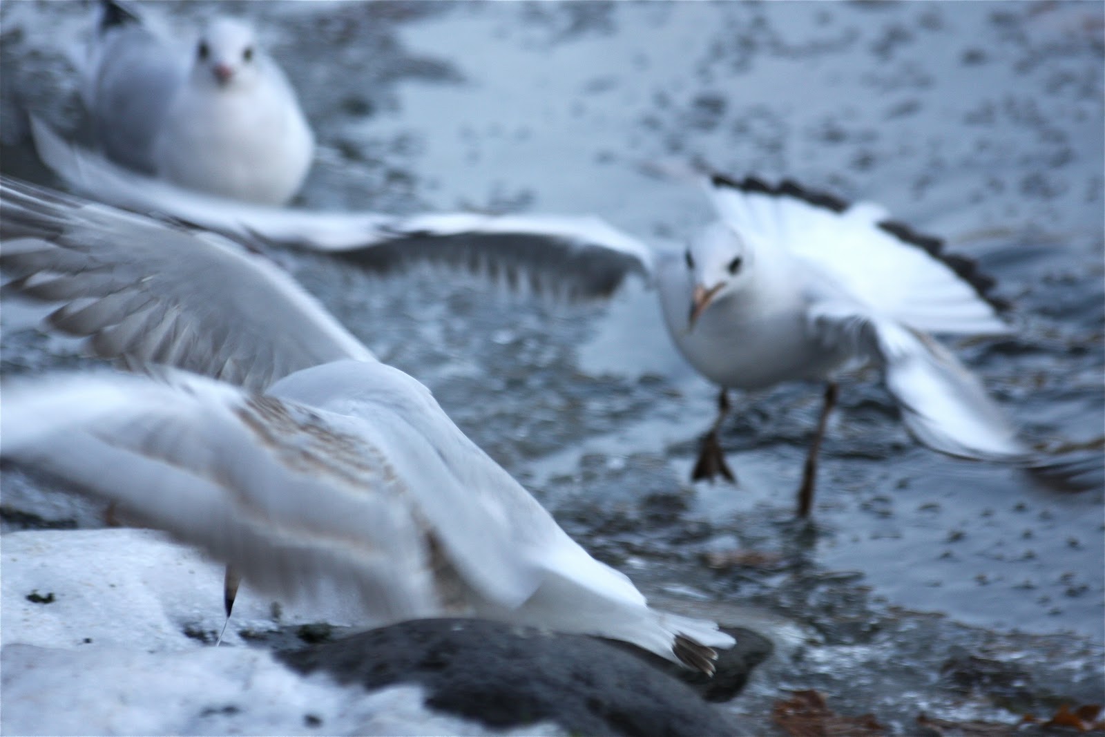 Morgithology: First winter Black-headed Gulls with some all-white tail ...