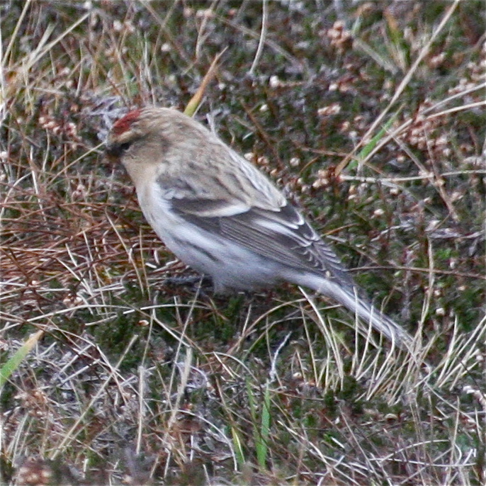 Morgithology: Lumping Lesser, Common and Arctic Redpolls