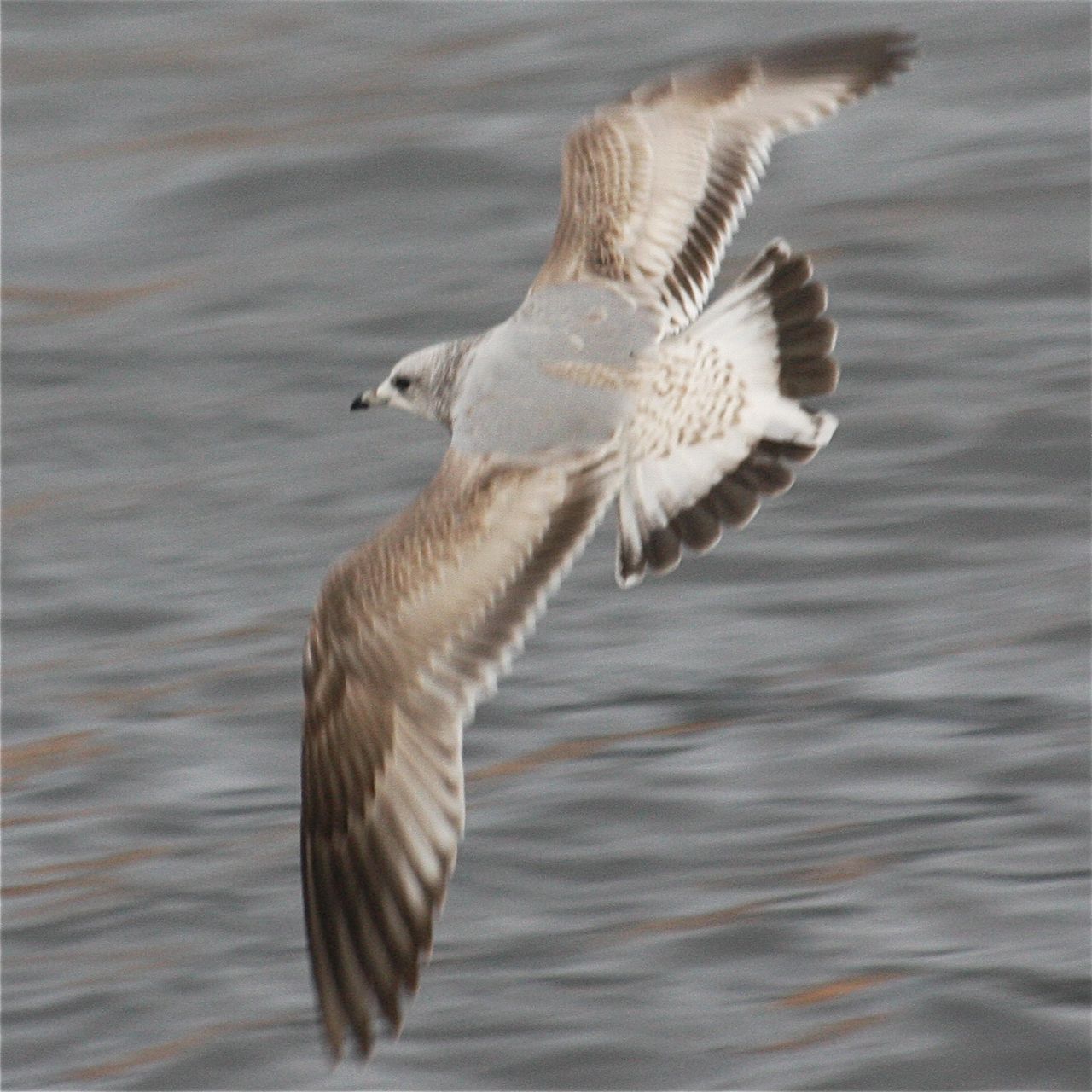 Morgithology: Unusual tail pattern in first winter common gull